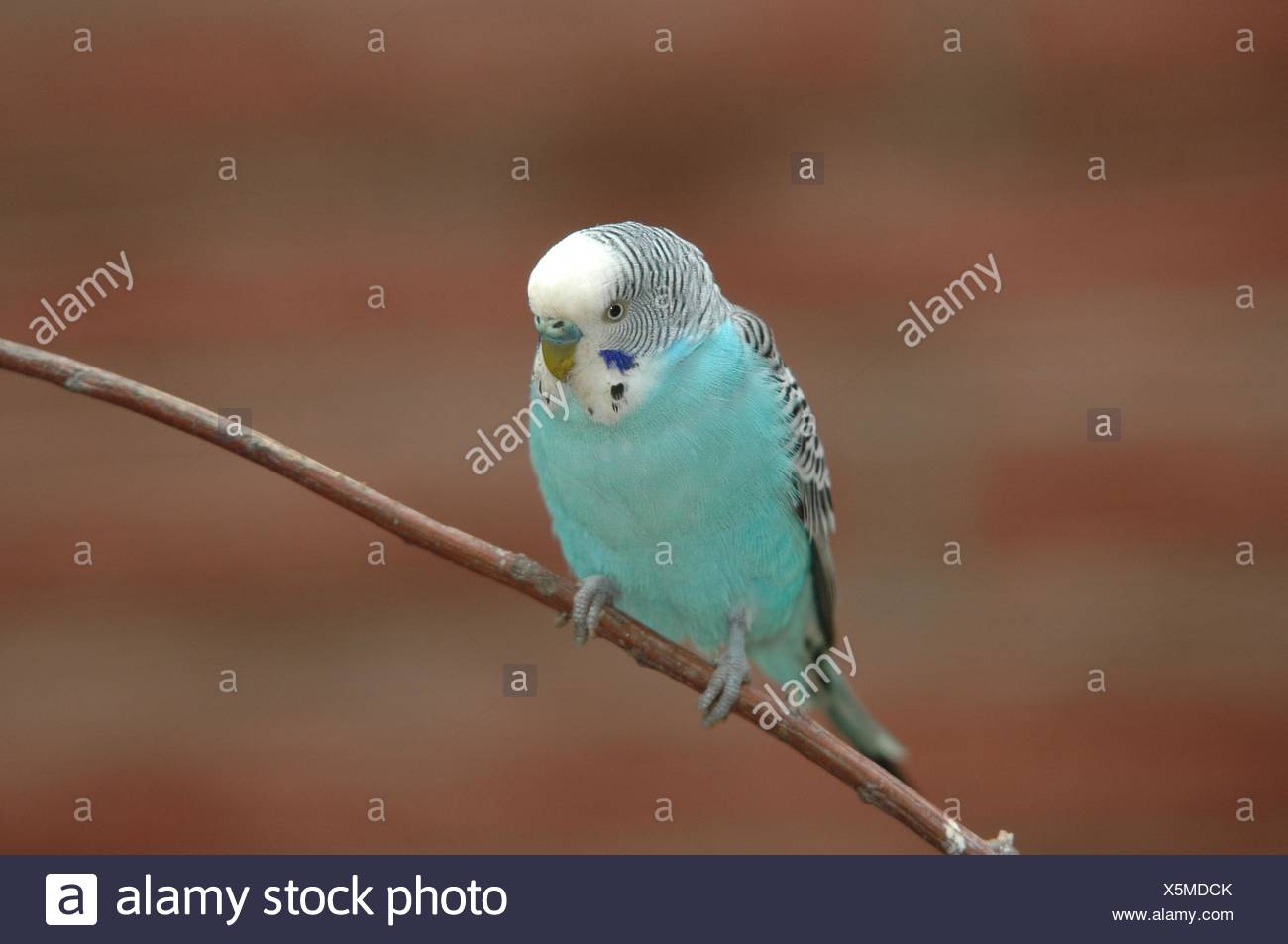 Budgerigar Budgie High Resolution Stock Photography and Images - Alamy