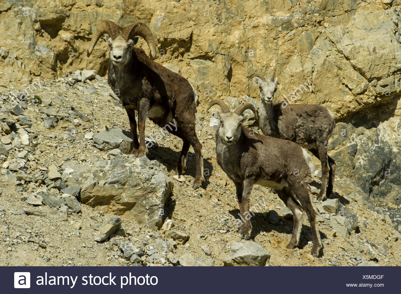 Stone Sheep Stock Photos & Stone Sheep Stock Images - Alamy