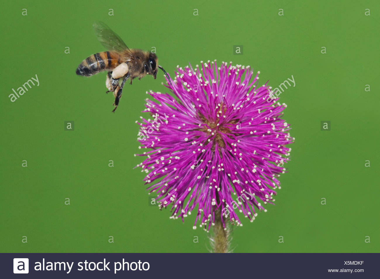 Female Honey Bee High Resolution Stock Photography and Images - Alamy