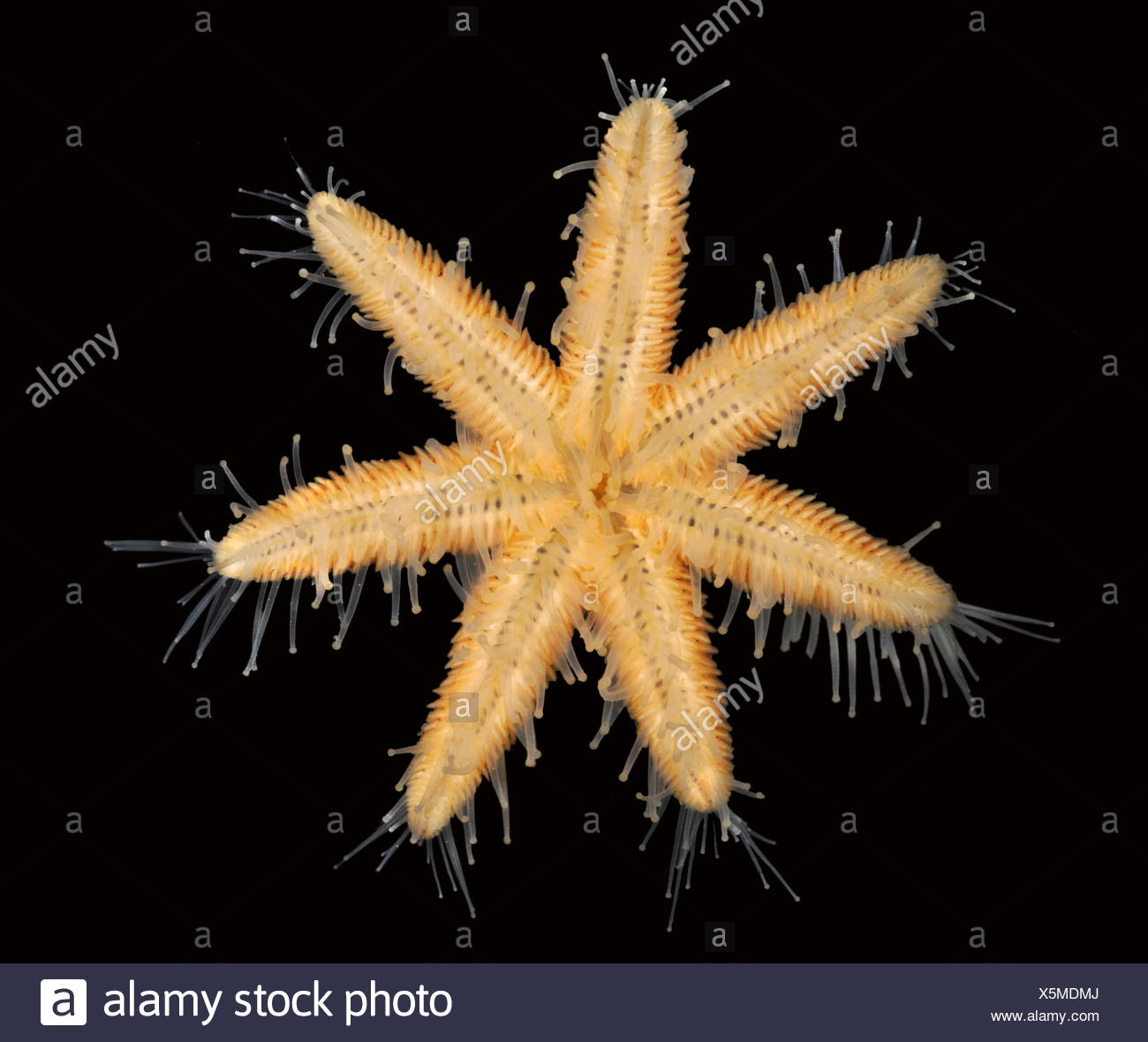 Luidia High Resolution Stock Photography and Images - Alamy