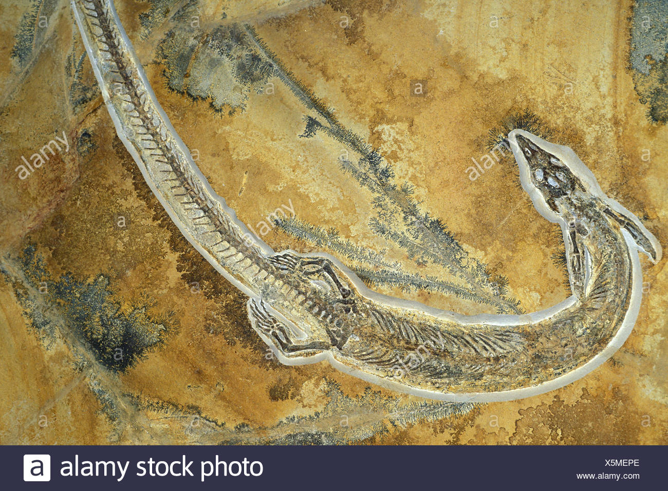 Goldfussi High Resolution Stock Photography and Images - Alamy