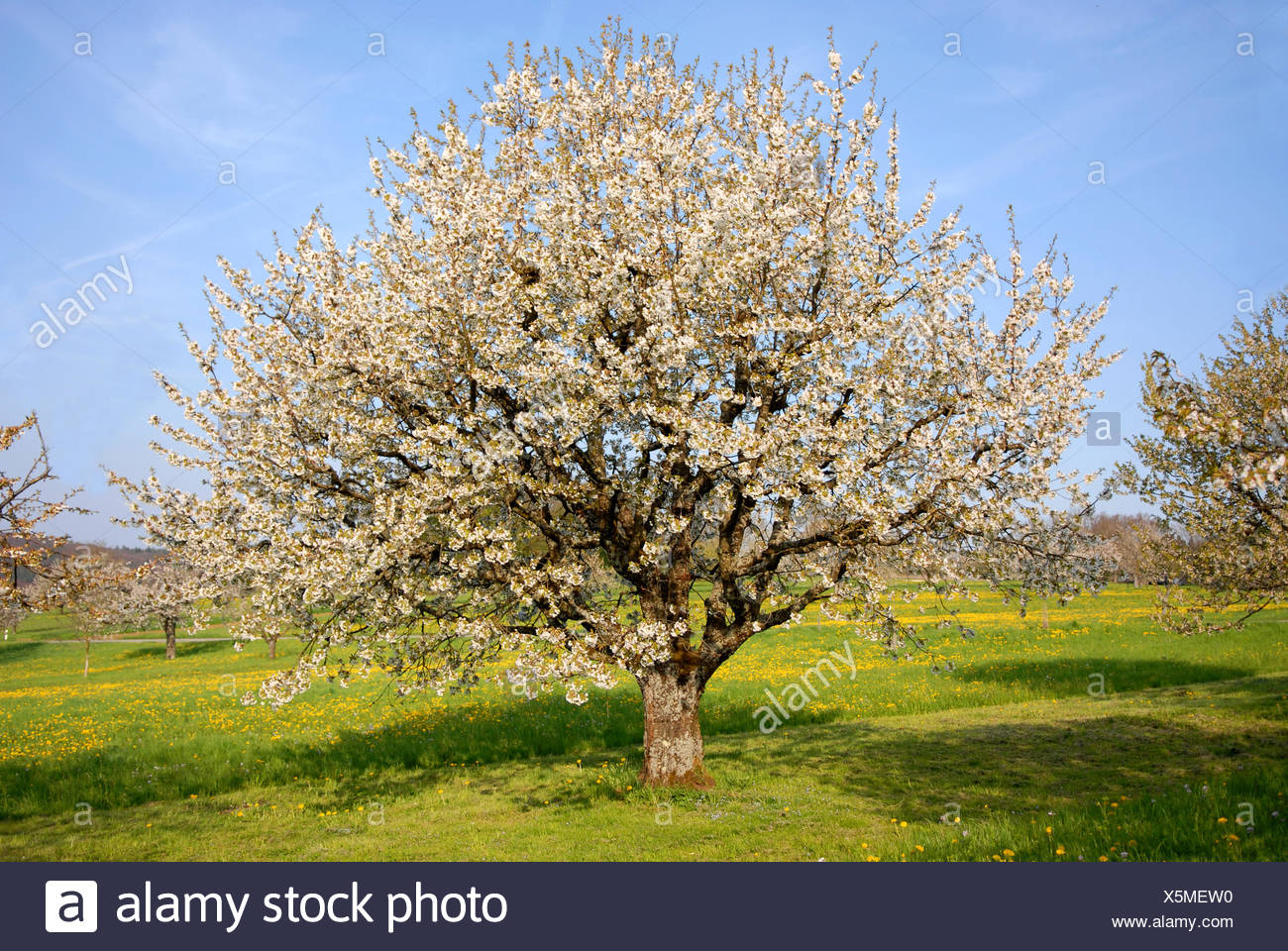 Kirschbaum Stock Photos & Kirschbaum Stock Images - Alamy
