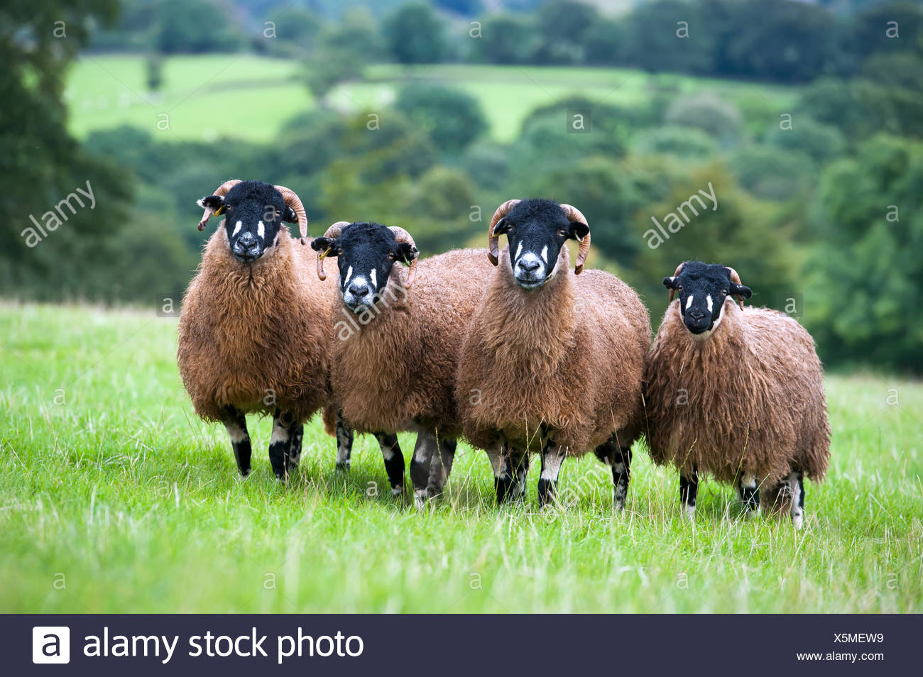 Four Horned Sheep Stock Photos & Four Horned Sheep Stock Images - Alamy