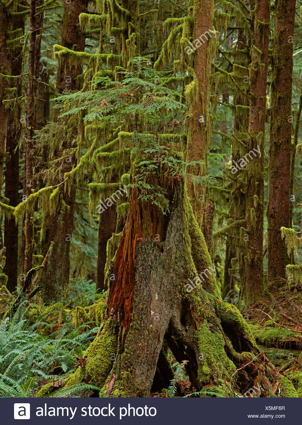 Douglas Fir Seedling High Resolution Stock Photography and Images - Alamy