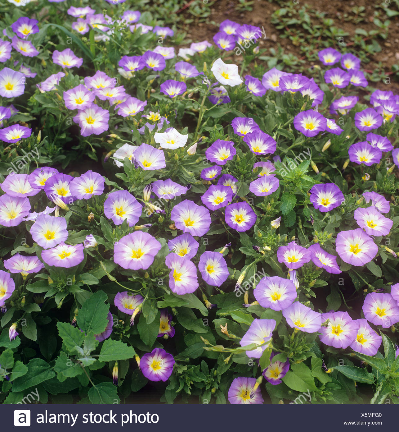 Tricolor Convolvulus High Resolution Stock Photography and Images - Alamy
