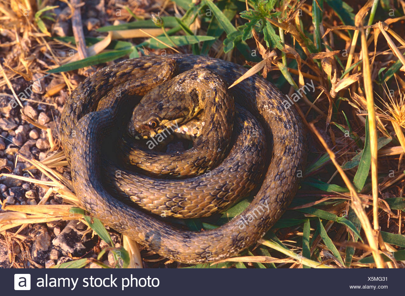 Viperine High Resolution Stock Photography and Images - Alamy