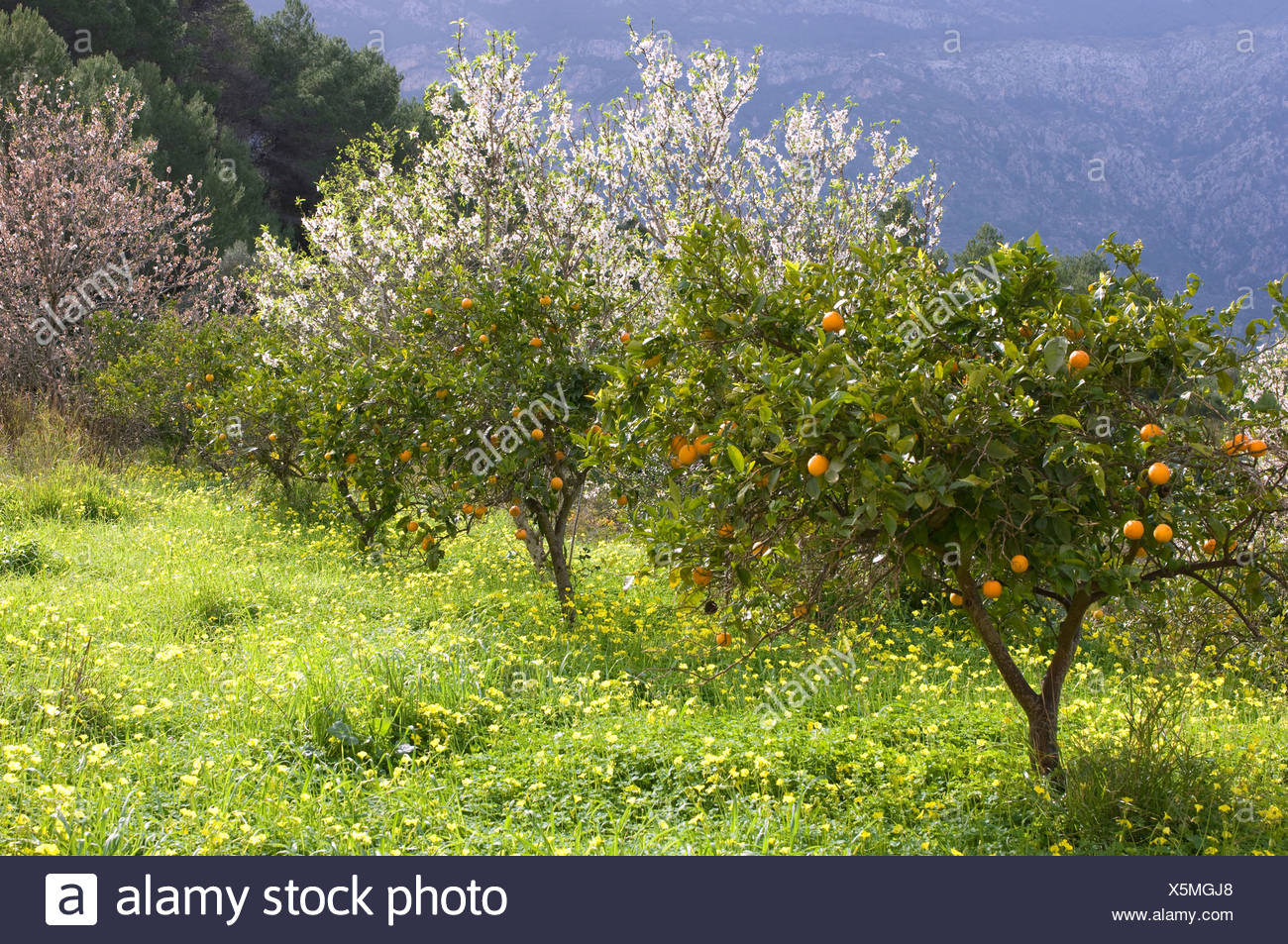 Citrus Sinensis High Resolution Stock Photography and Images - Alamy