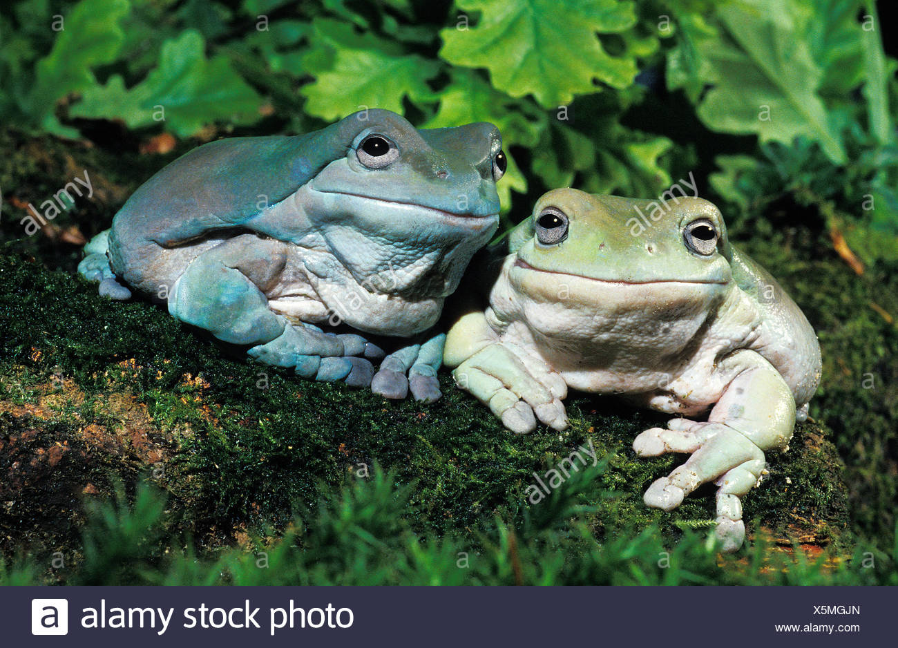 Litoria Tree Frog High Resolution Stock Photography and Images - Alamy