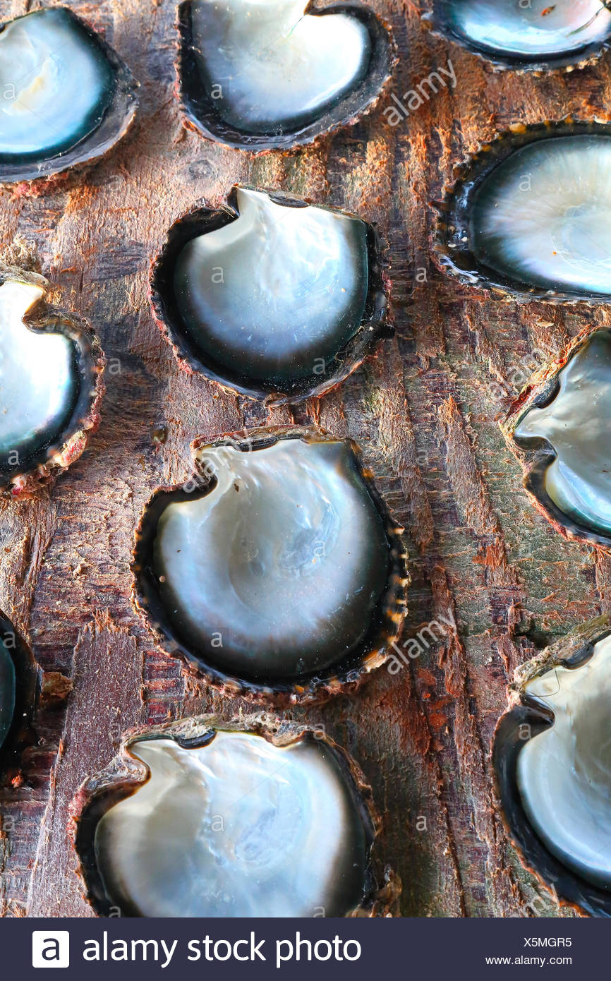 Black Pearl Oyster High Resolution Stock Photography and Images - Alamy