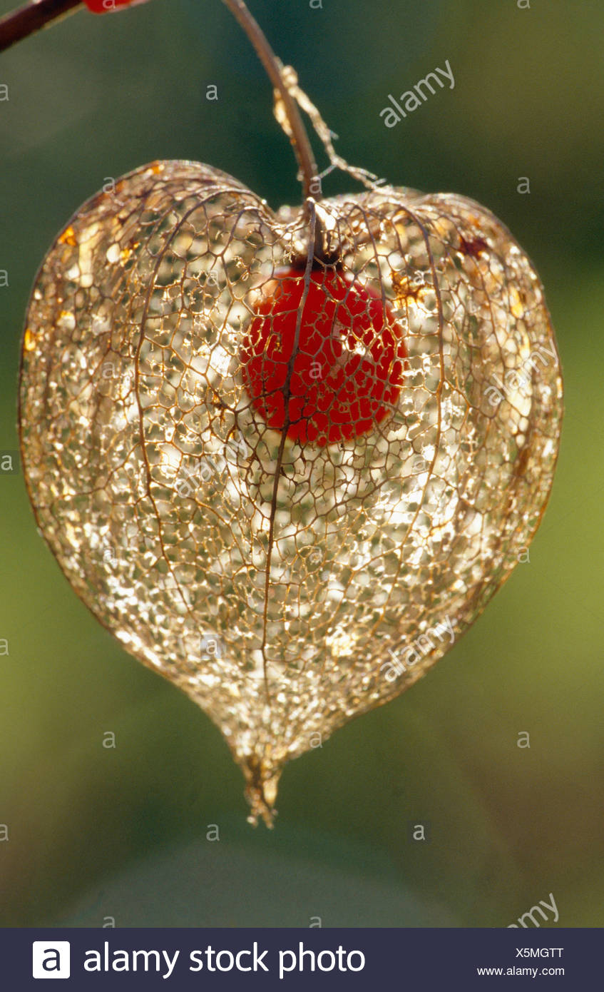 Lantern Plant High Resolution Stock Photography and Images - Alamy