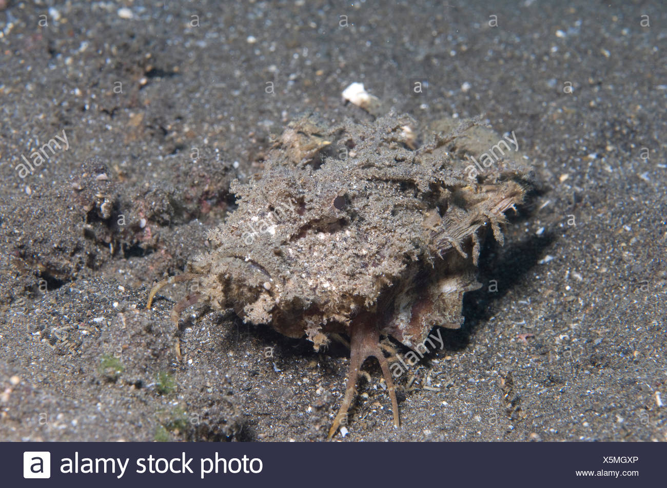 Devilfish High Resolution Stock Photography and Images - Alamy