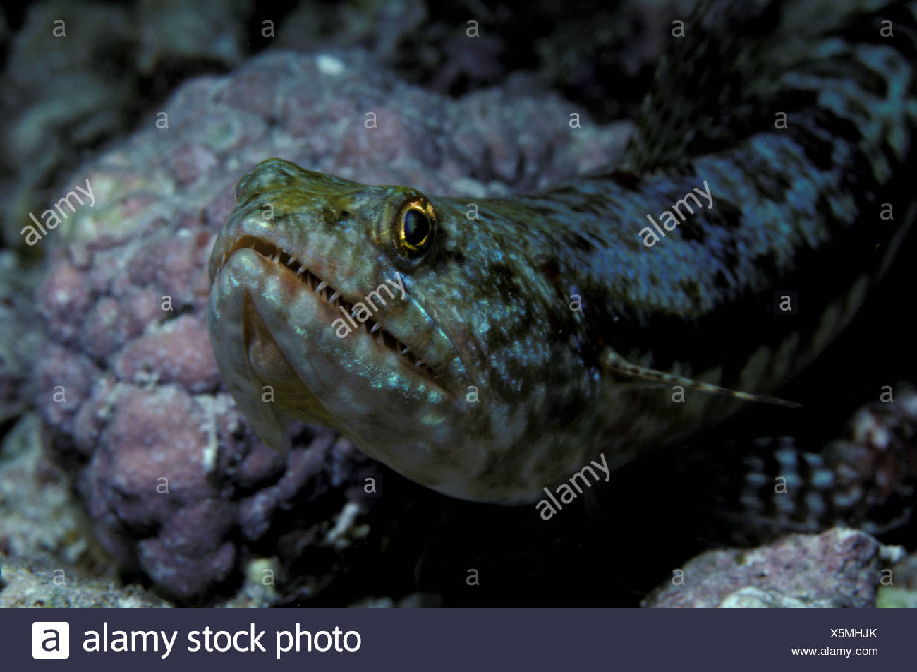 Variegated Lizardfish Stock Photos & Variegated Lizardfish Stock Images ...