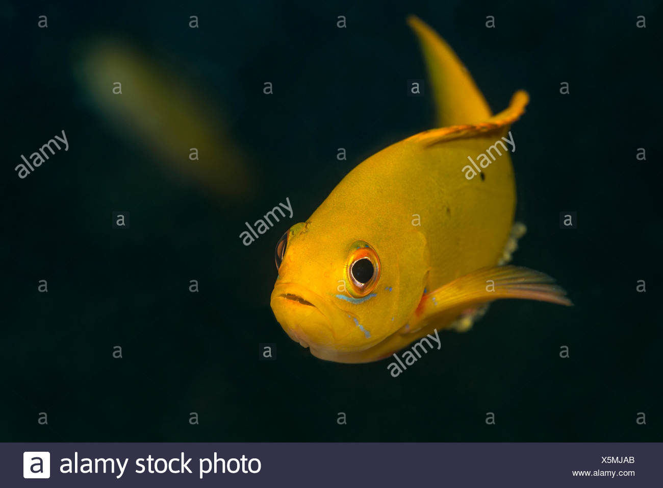 Pacific Creolefish Stock Photos & Pacific Creolefish Stock Images - Alamy
