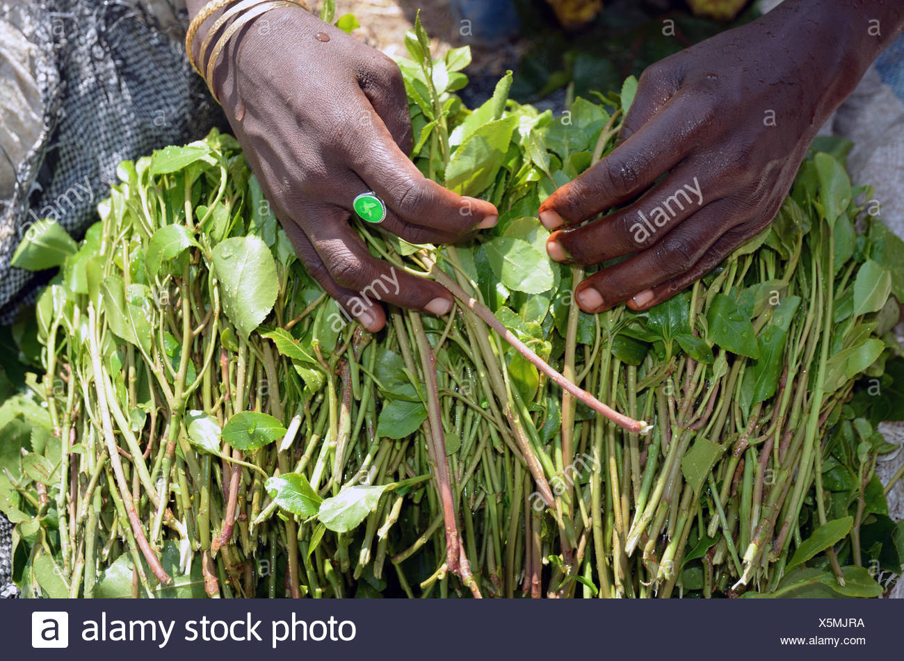 Khat Farming High Resolution Stock Photography and Images - Alamy