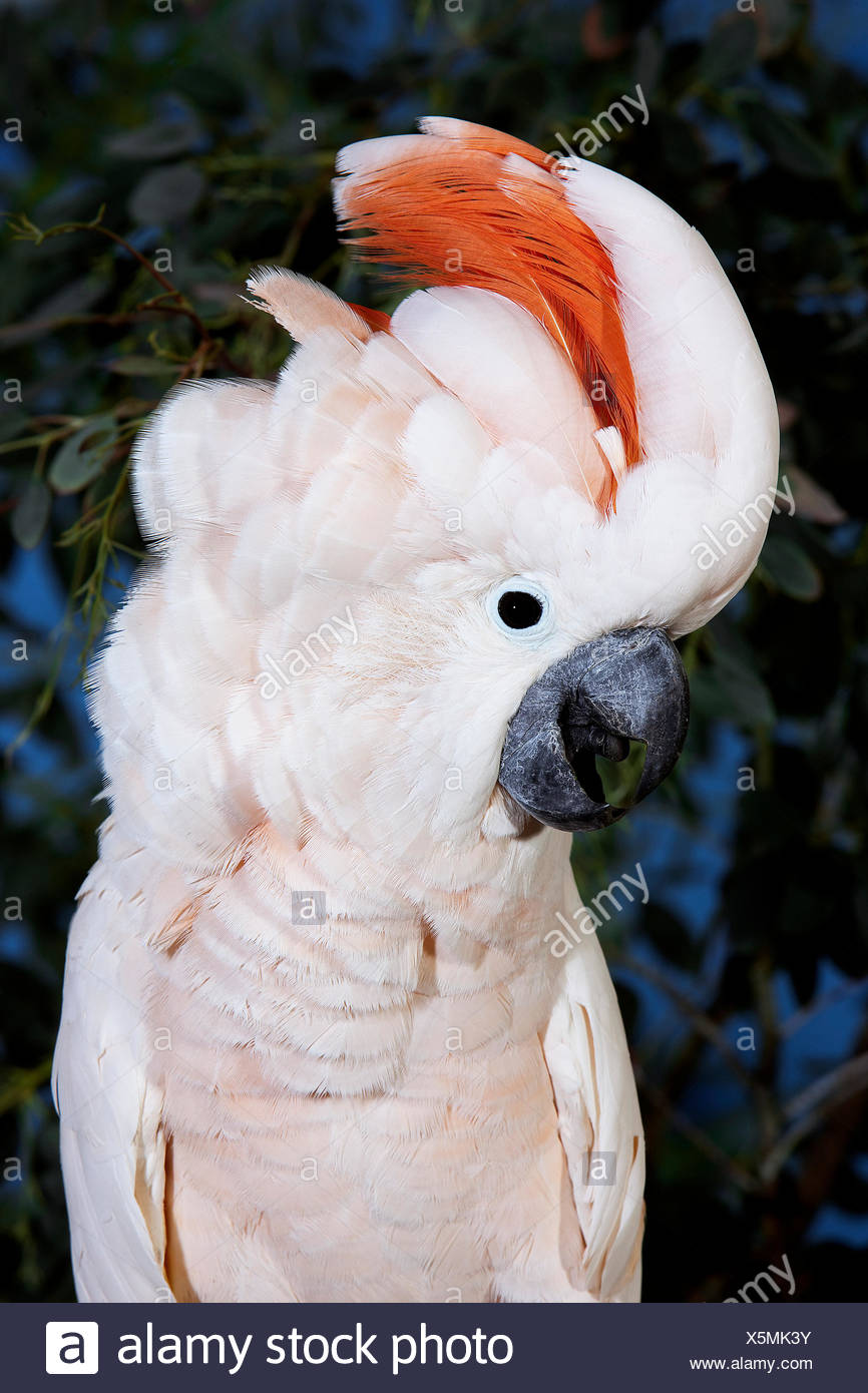Cacatua Moluccensis High Resolution Stock Photography and Images - Alamy