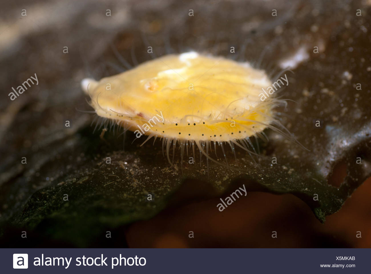 Scallop Underwater Stock Photos & Scallop Underwater Stock Images - Alamy
