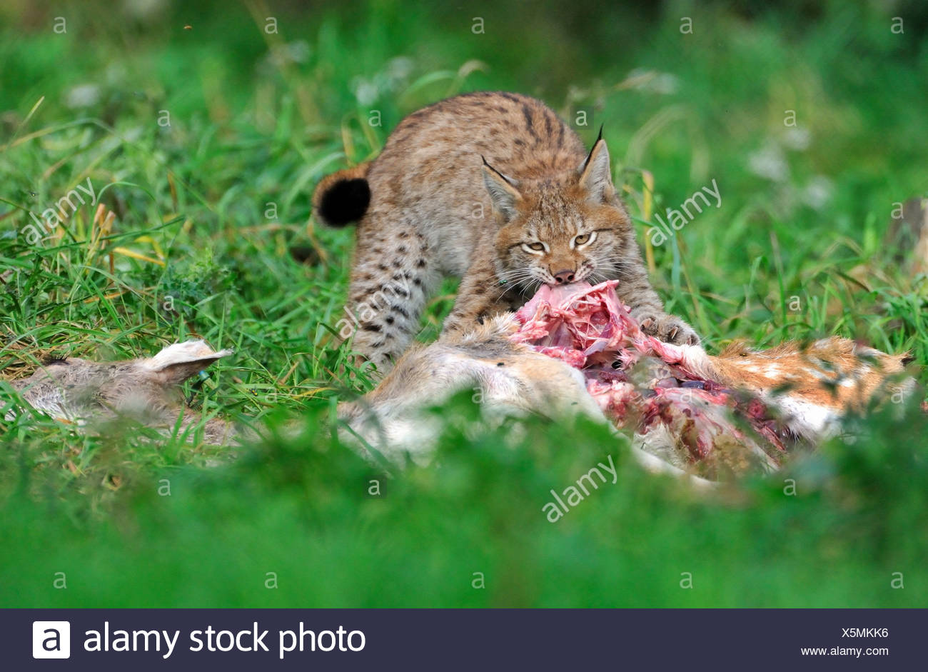Lynx Animal Prey Eating High Resolution Stock Photography and Images ...