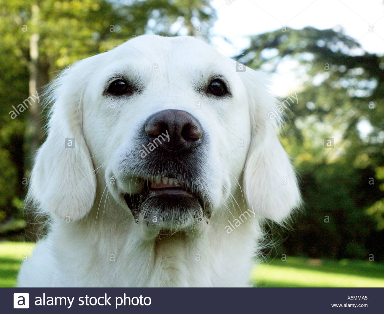 Curled Lip Labrador High Resolution Stock Photography and Images - Alamy