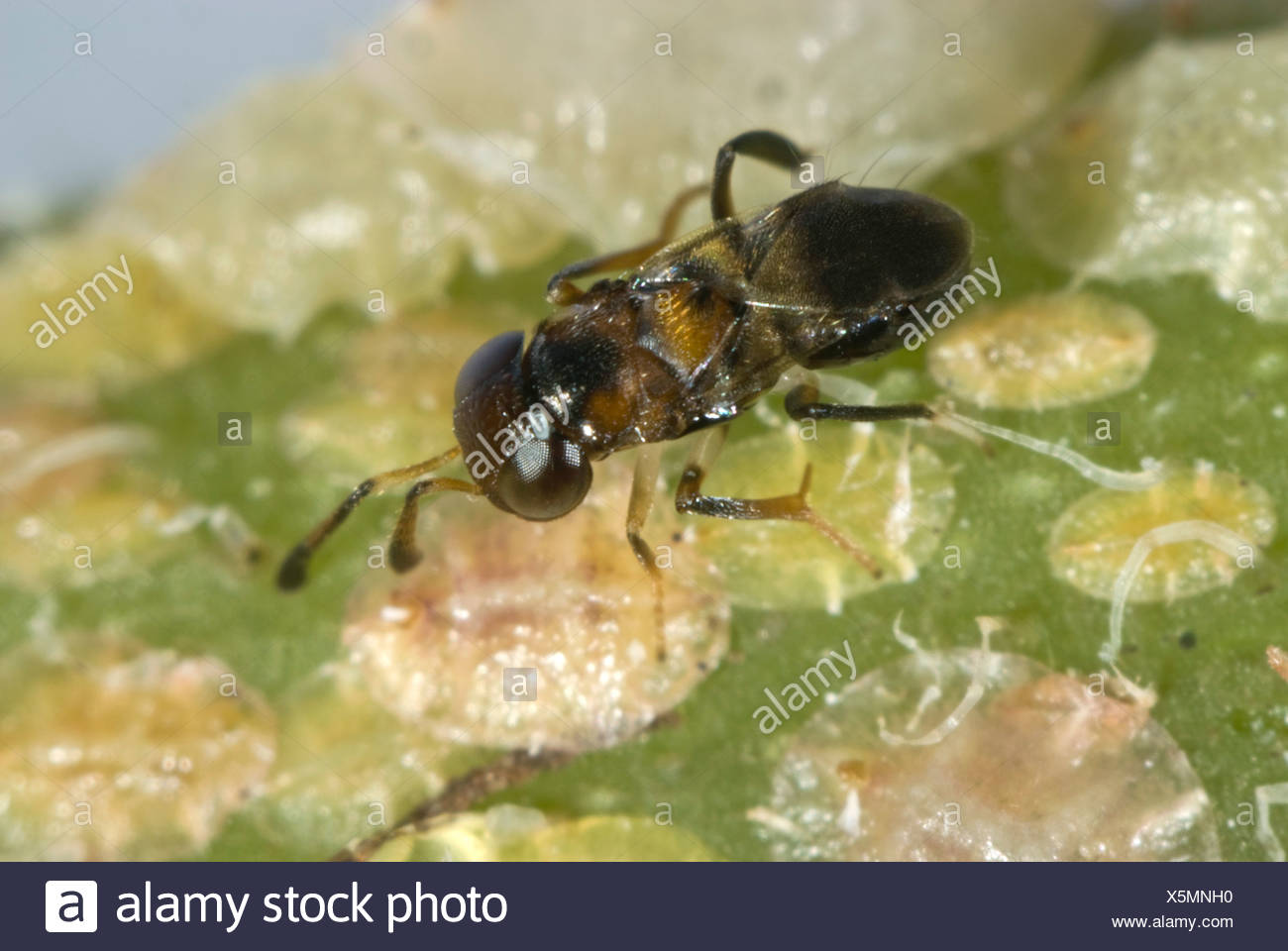 Biological Control Of Pests Stock Photos & Biological Control Of Pests ...