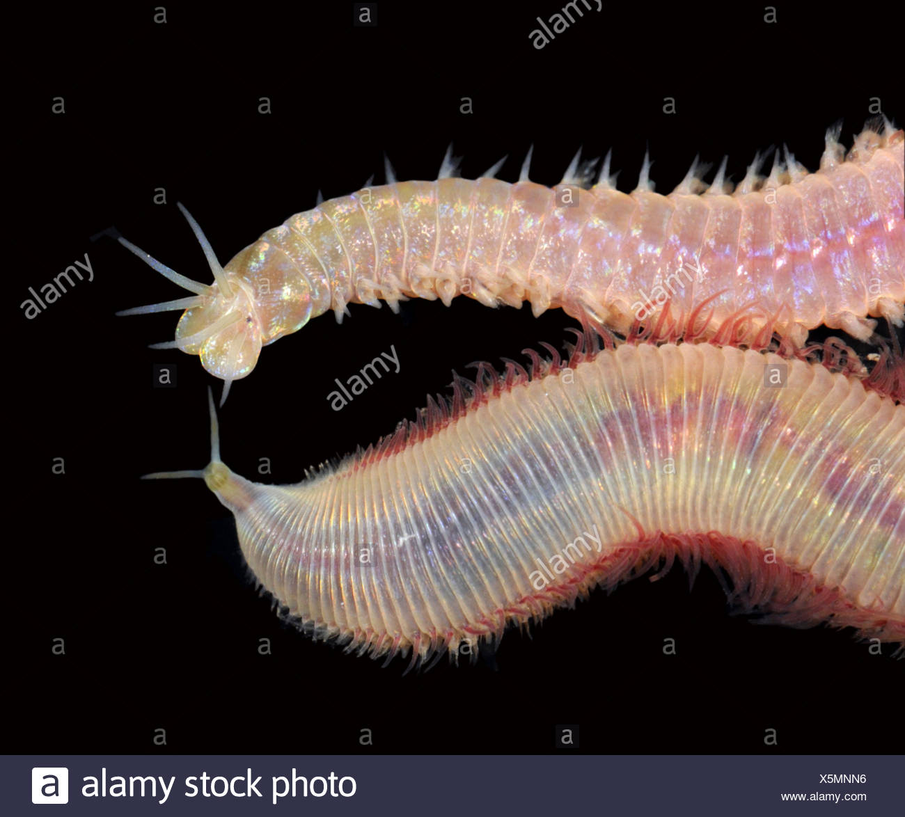 Marphysa High Resolution Stock Photography and Images - Alamy