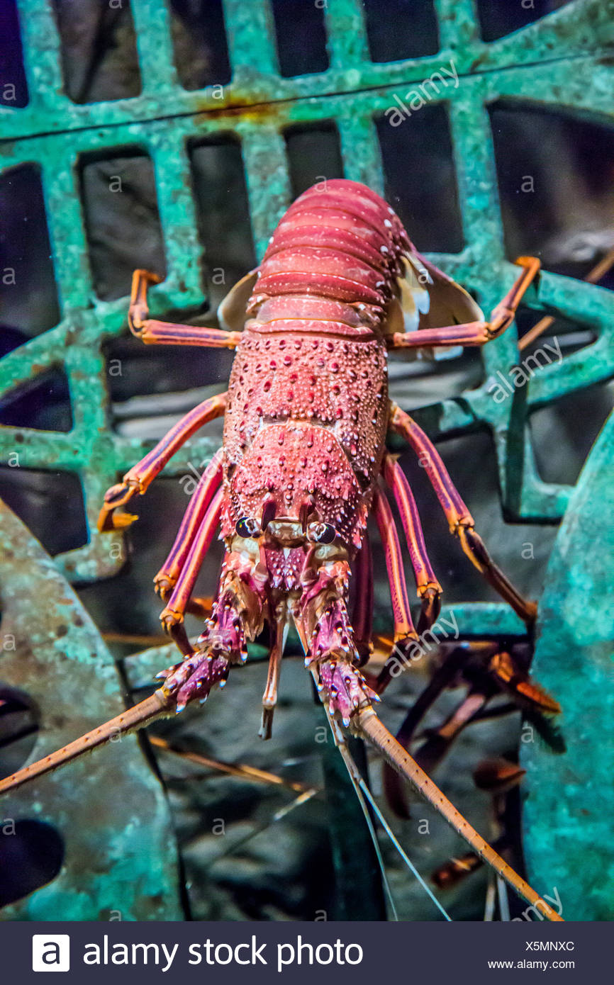 Alive Shellfish At The Fish Market In High Resolution Stock Photography ...