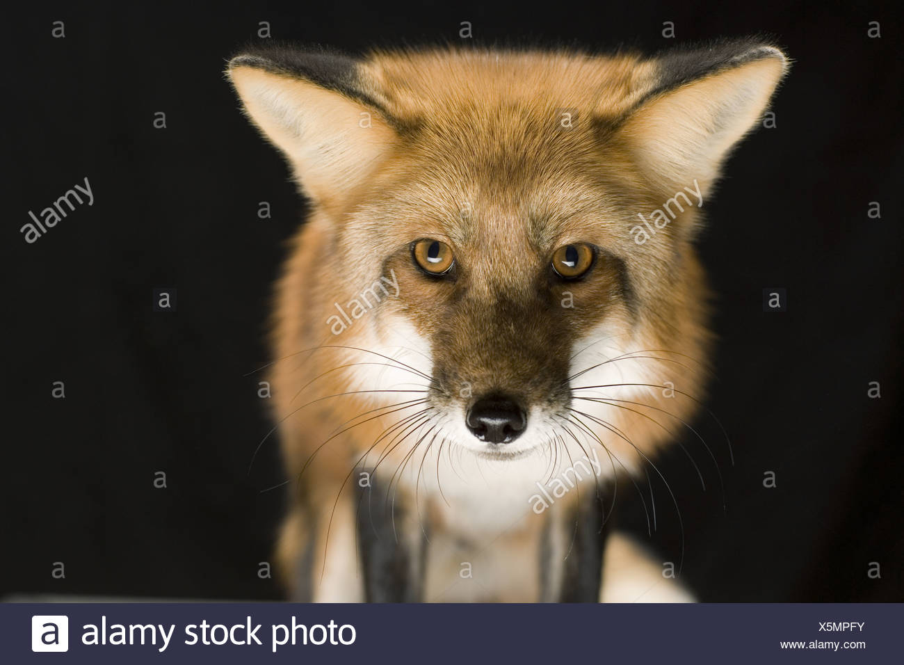 Fox Face Close Up Stock Photos & Fox Face Close Up Stock Images - Alamy