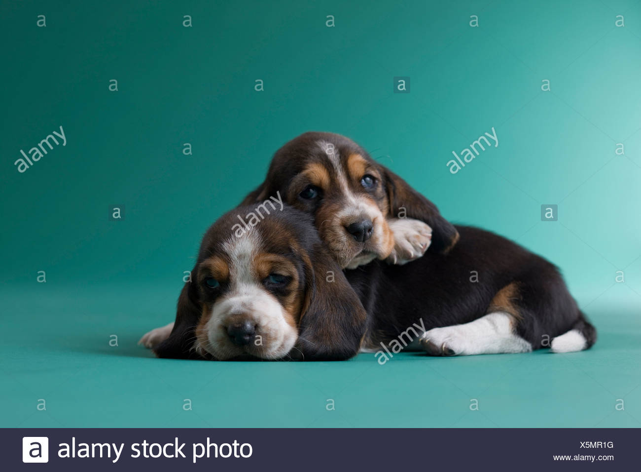 Two Puppies High Resolution Stock Photography and Images - Alamy