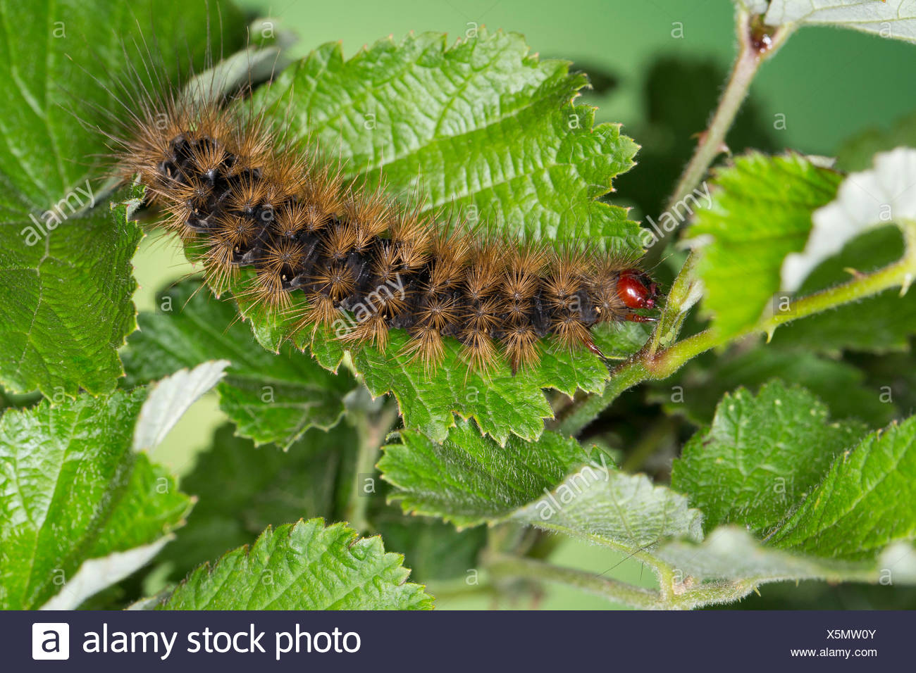 Woolly Worms High Resolution Stock Photography and Images - Alamy