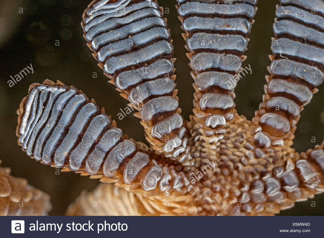 Gecko Feet And Toes High Resolution Stock Photography and Images - Alamy