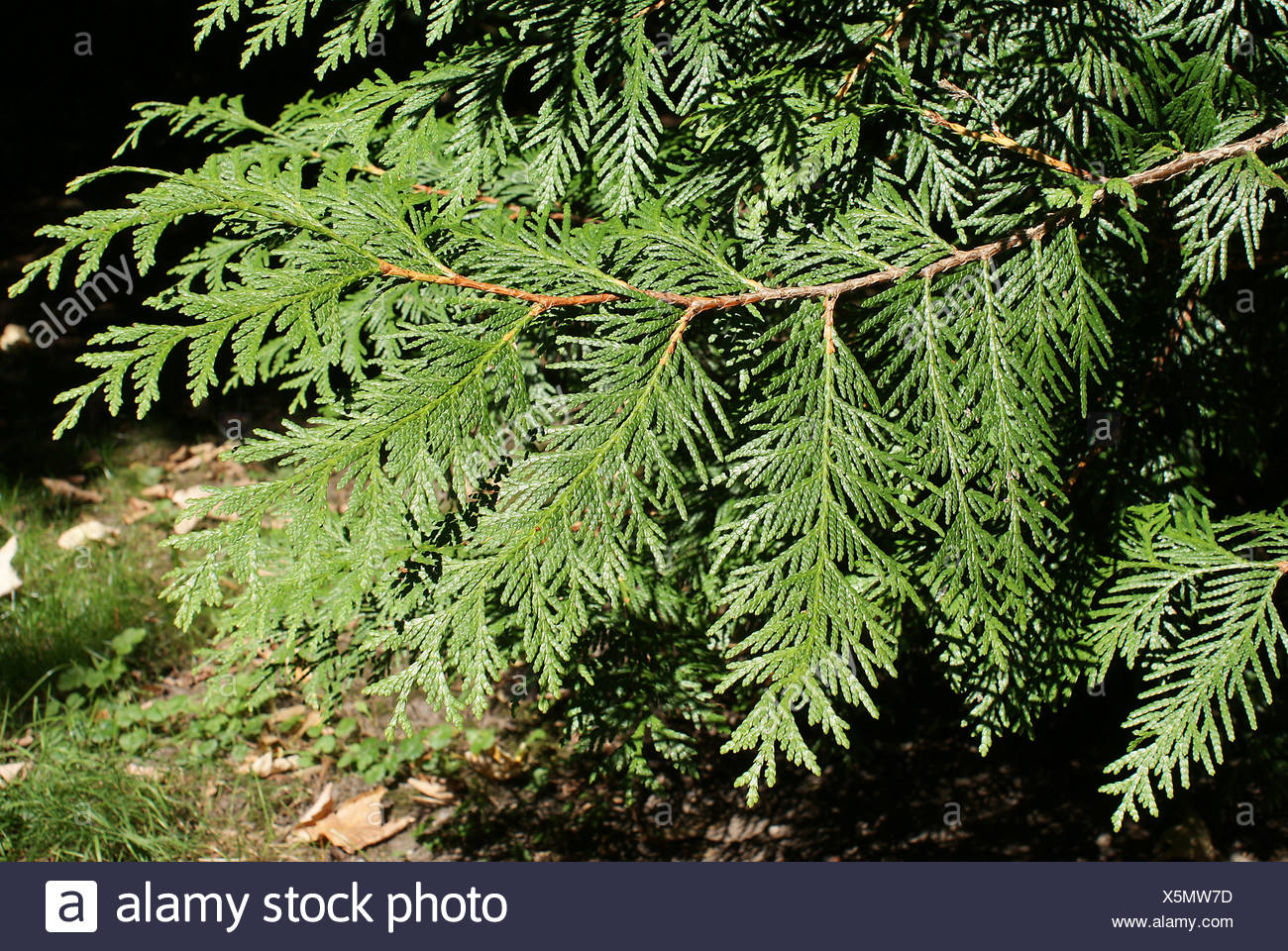 Northern White Cedar Tree High Resolution Stock Photography and Images ...