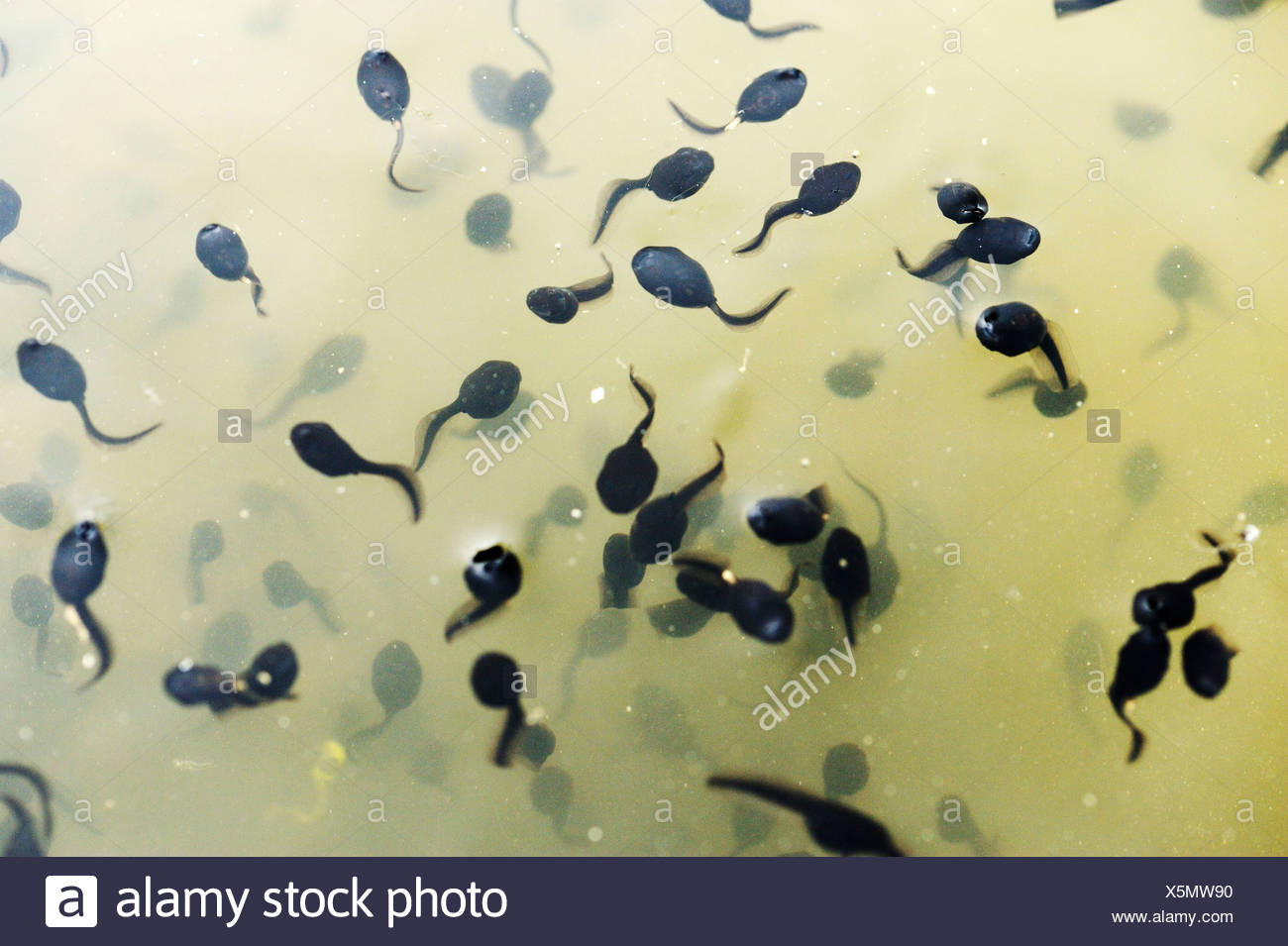 Tadpoles Stock Photos & Tadpoles Stock Images - Alamy
