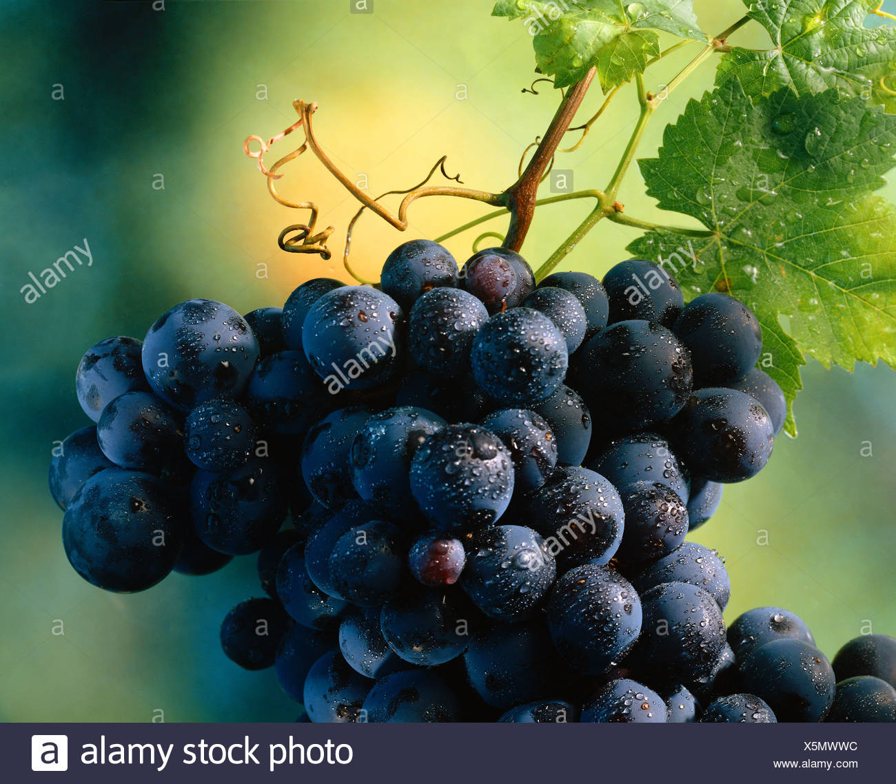 Black Grape High Resolution Stock Photography and Images - Alamy
