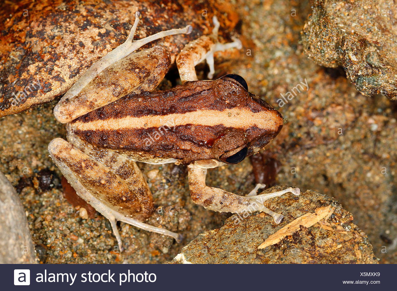 Craugastoridae High Resolution Stock Photography and Images - Alamy