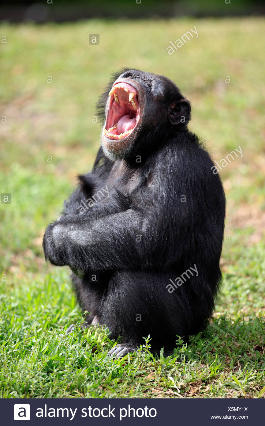 Chimpanzee Teeth High Resolution Stock Photography and Images - Alamy