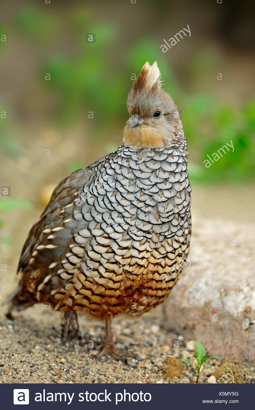 Cottontop Quail High Resolution Stock Photography and Images - Alamy
