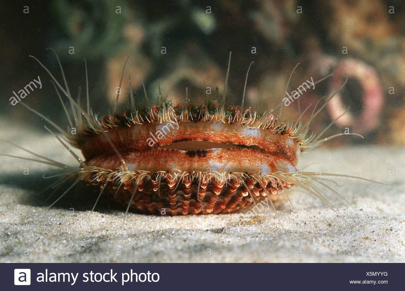 Chlamys Varia Stock Photos & Chlamys Varia Stock Images - Alamy