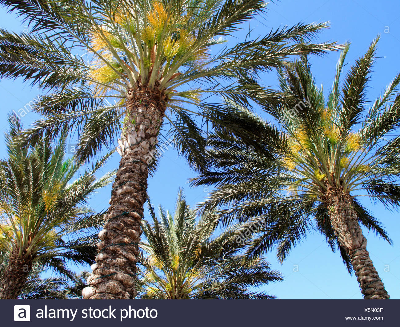 Sabal Palm Trees High Resolution Stock Photography and Images - Alamy