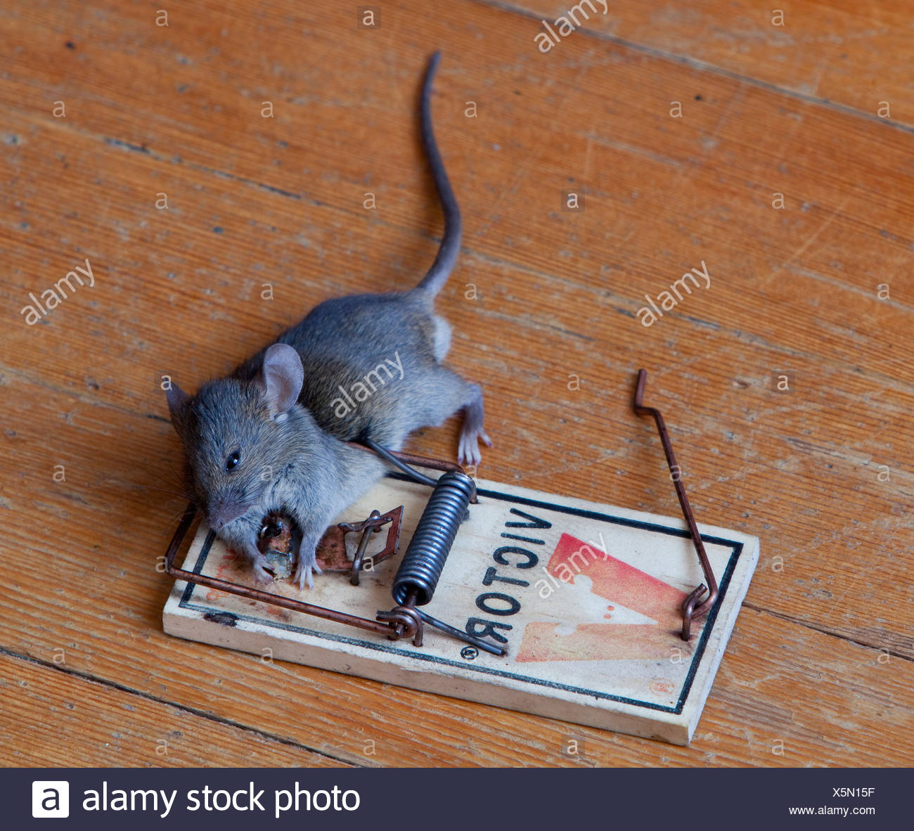 House Mouse Trap High Resolution Stock Photography and Images - Alamy