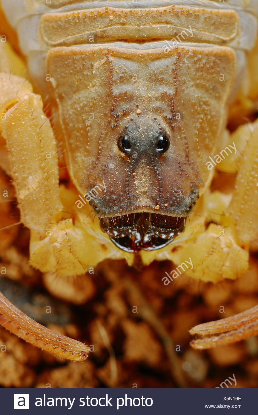 Rare Species Of Scorpion High Resolution Stock Photography and Images ...