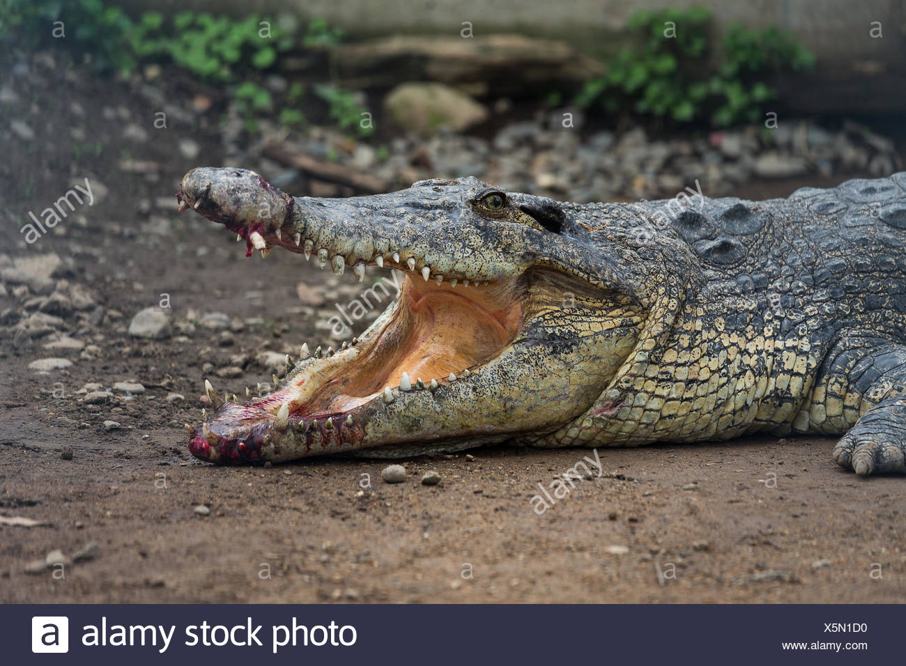 Pet Crocodile High Resolution Stock Photography and Images - Alamy