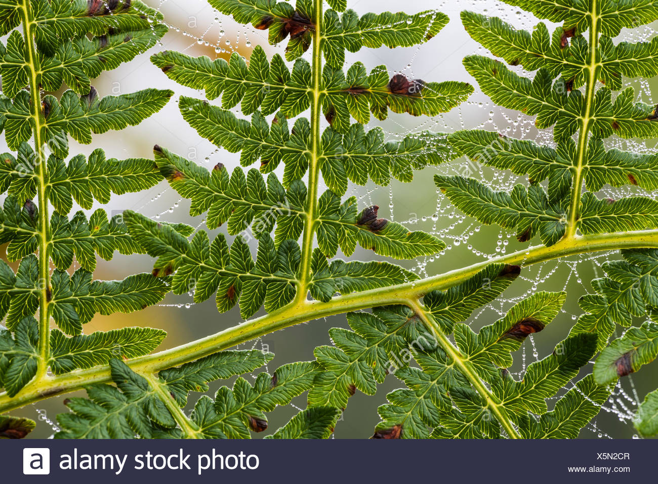 Polypodiopsida Stock Photos & Polypodiopsida Stock Images - Alamy