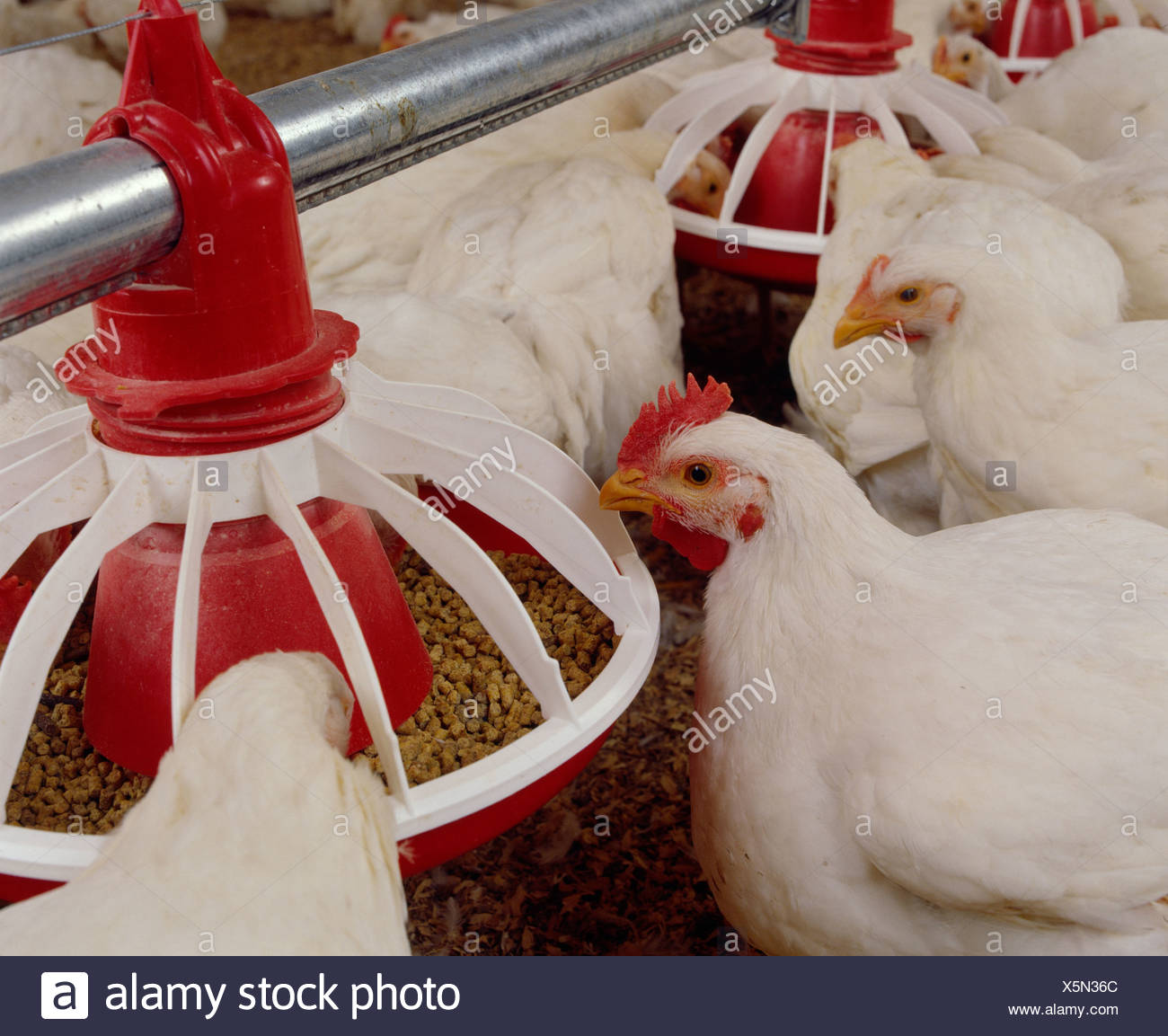 Hubbard Chicken High Resolution Stock Photography and Images - Alamy