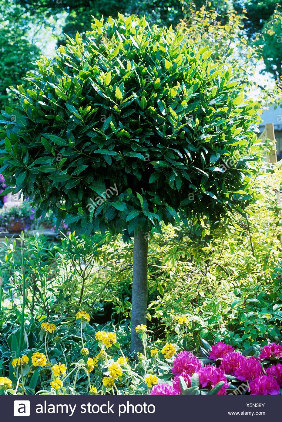 Laurus Nobilis Tree High Resolution Stock Photography and Images - Alamy