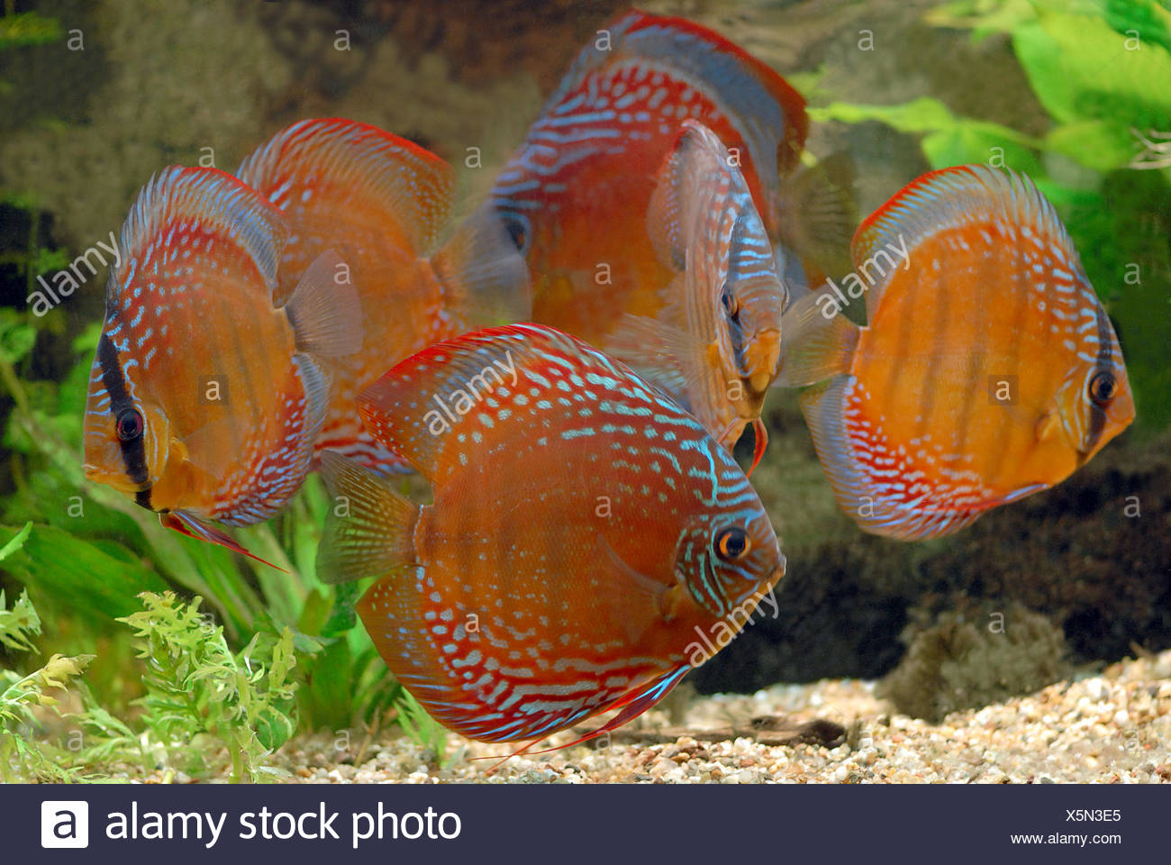 Brown Discus Stock Photos & Brown Discus Stock Images - Alamy
