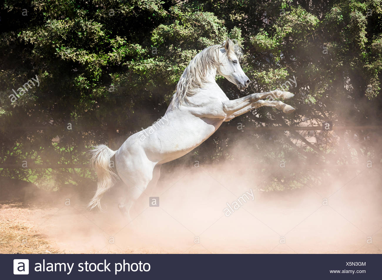 Arabian Horse Gray Stallion Rearing Stock Photos & Arabian Horse Gray ...