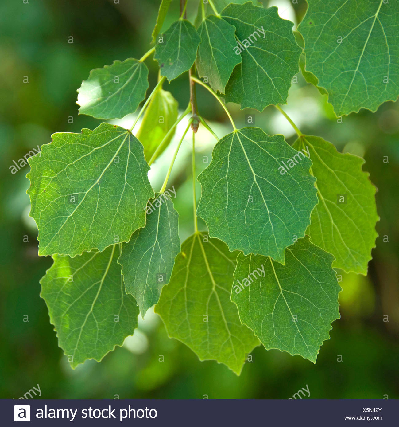 Populus Stock Photos & Populus Stock Images - Alamy