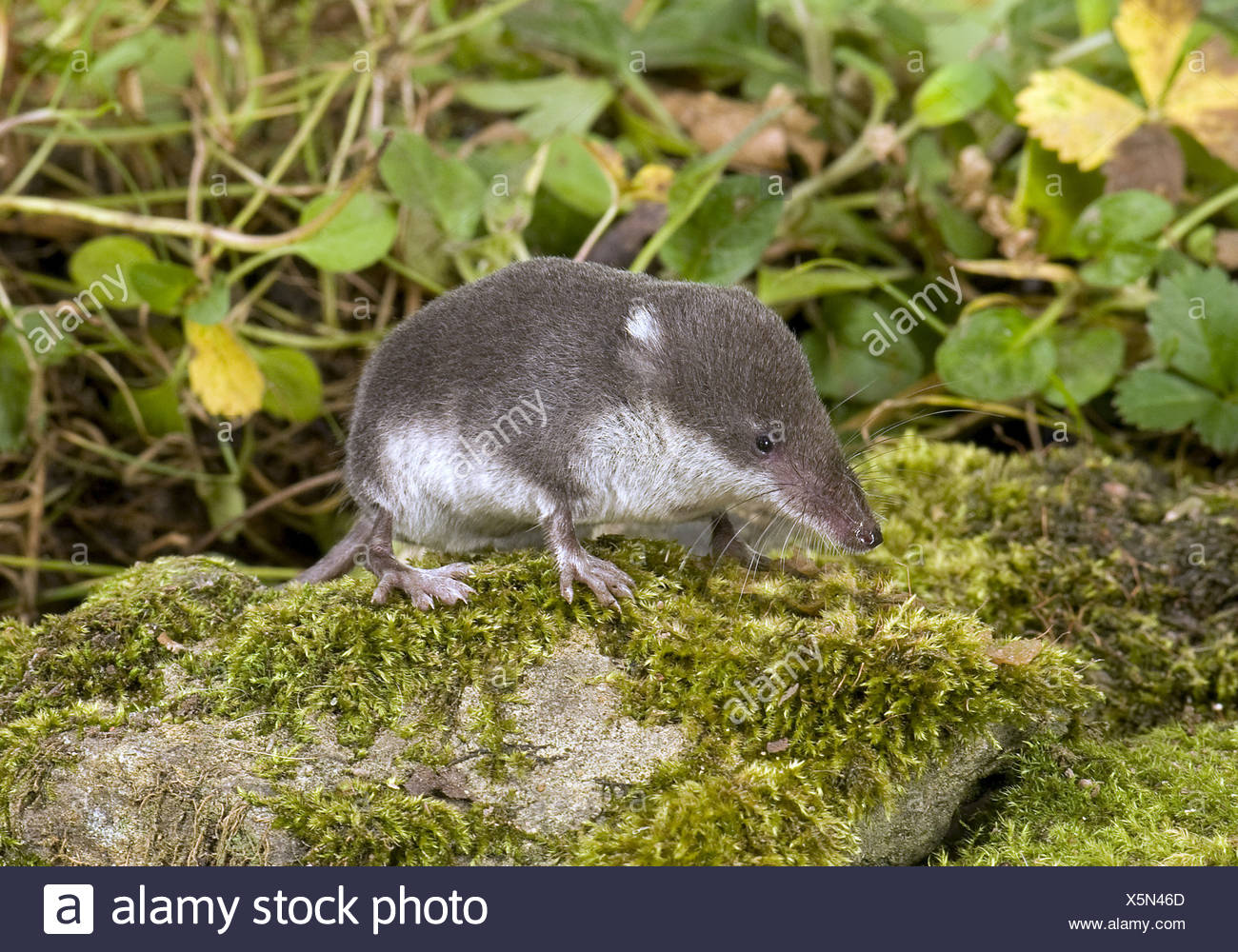 European Shrew High Resolution Stock Photography and Images - Alamy