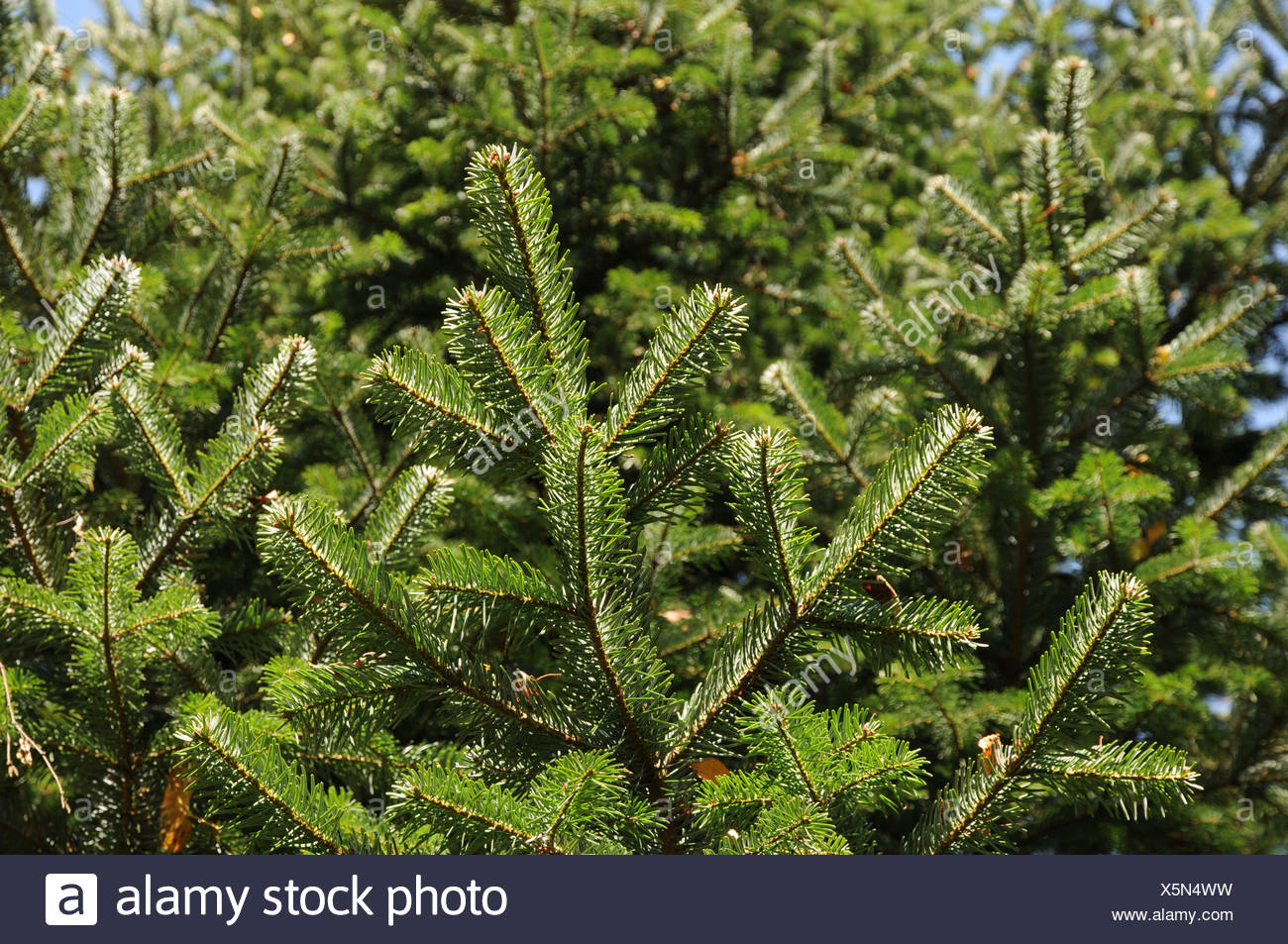 Nordmann Fir Trees High Resolution Stock Photography and Images - Alamy
