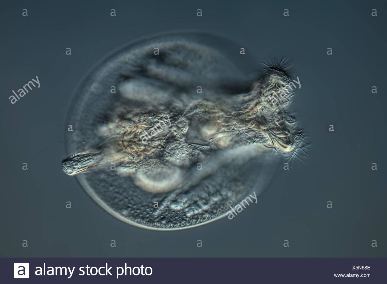 Platyzoa Stock Photos & Platyzoa Stock Images - Alamy