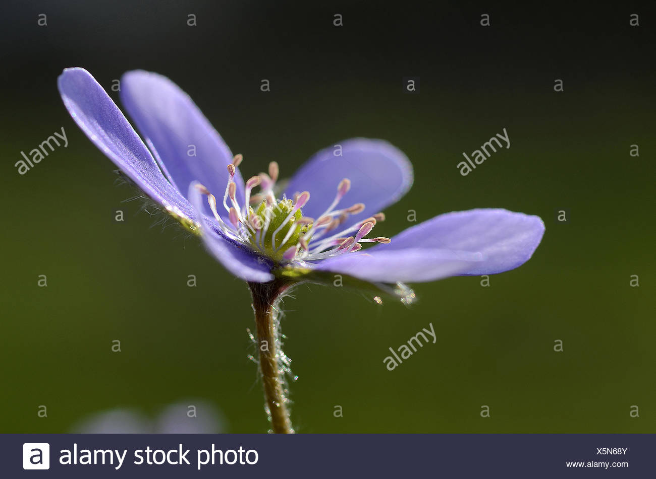 Leberblume High Resolution Stock Photography and Images - Alamy